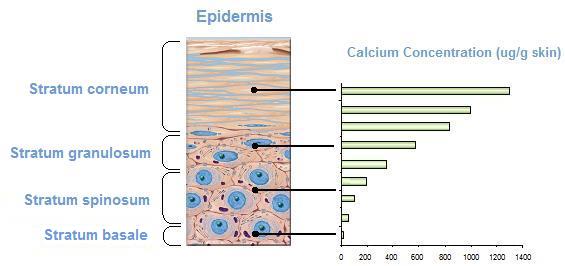 Genepharm - Calcium-T
